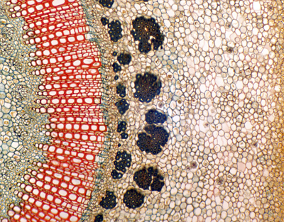 Nerium indicum stem, c.s. - Laboratory equipment